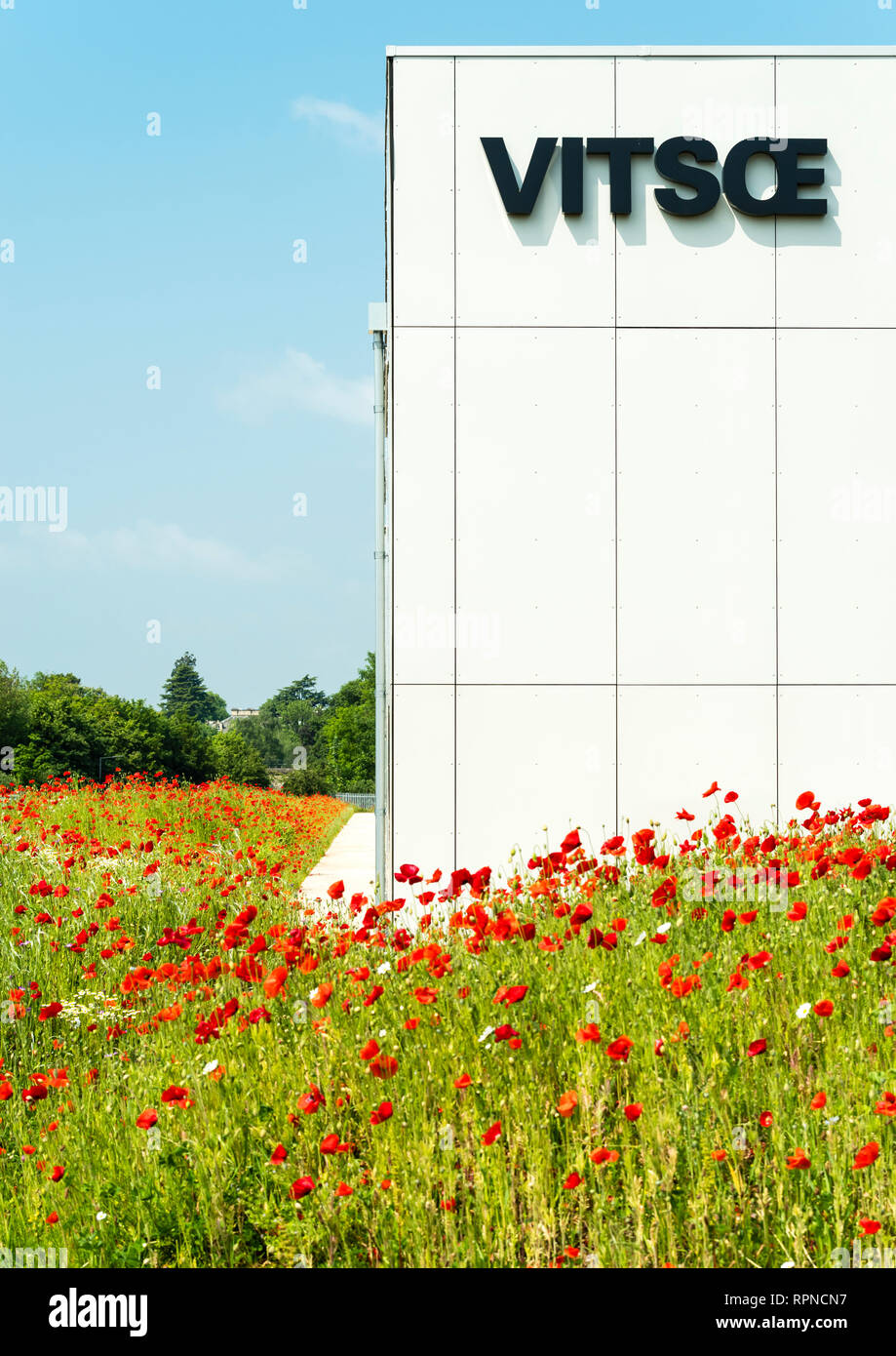 Wild red poppies growing in profusion outside commercial buildings in ...