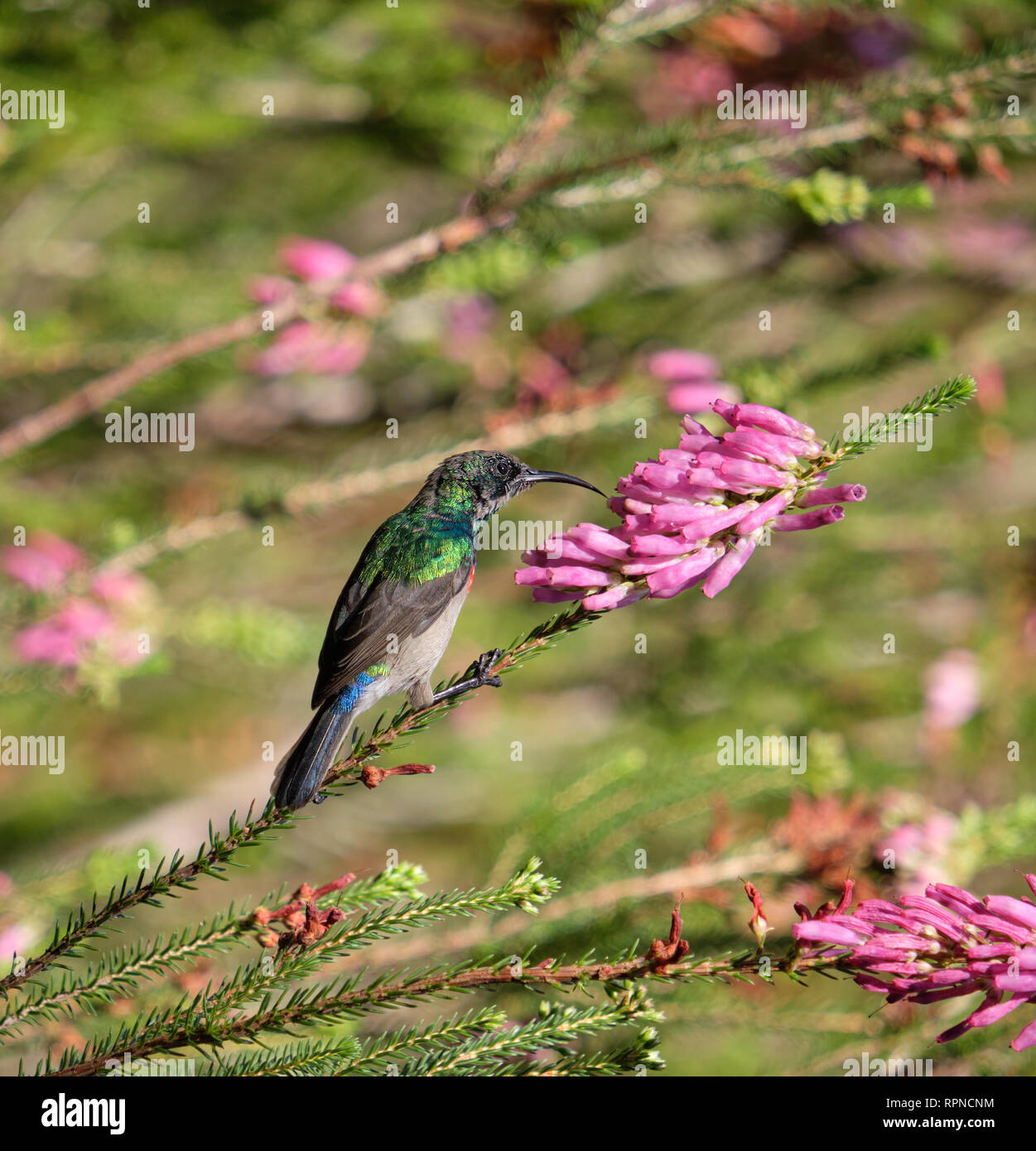Southern Double collared Sunbird sitting on a erica bush in bloom ...