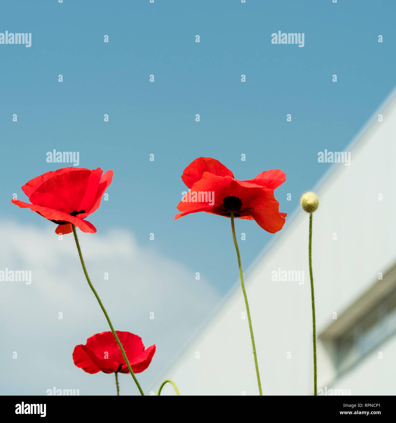 Wild red poppies growing in profusion outside commercial buildings in ...