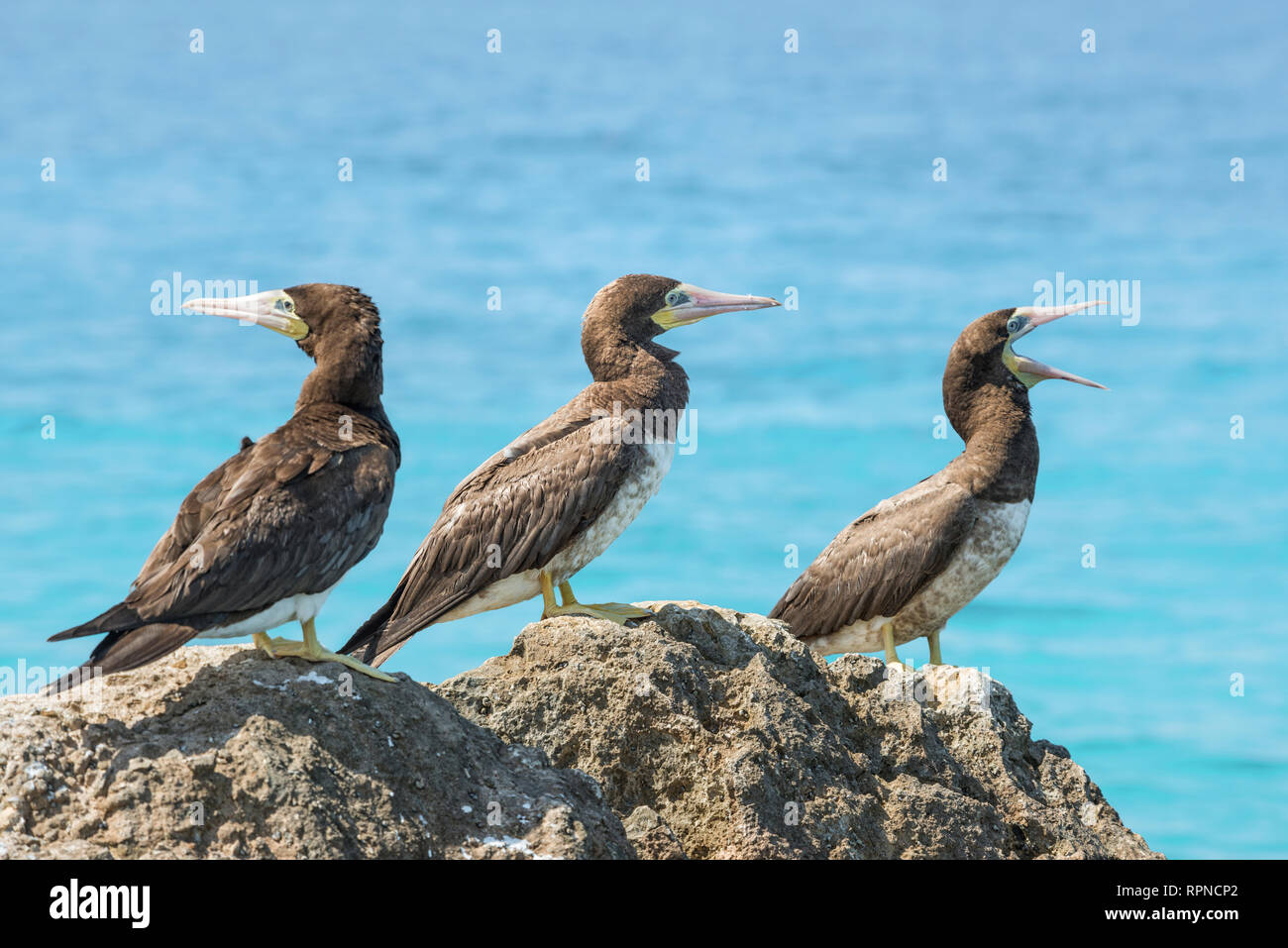 Cayman birds hi-res stock photography and images - Alamy
