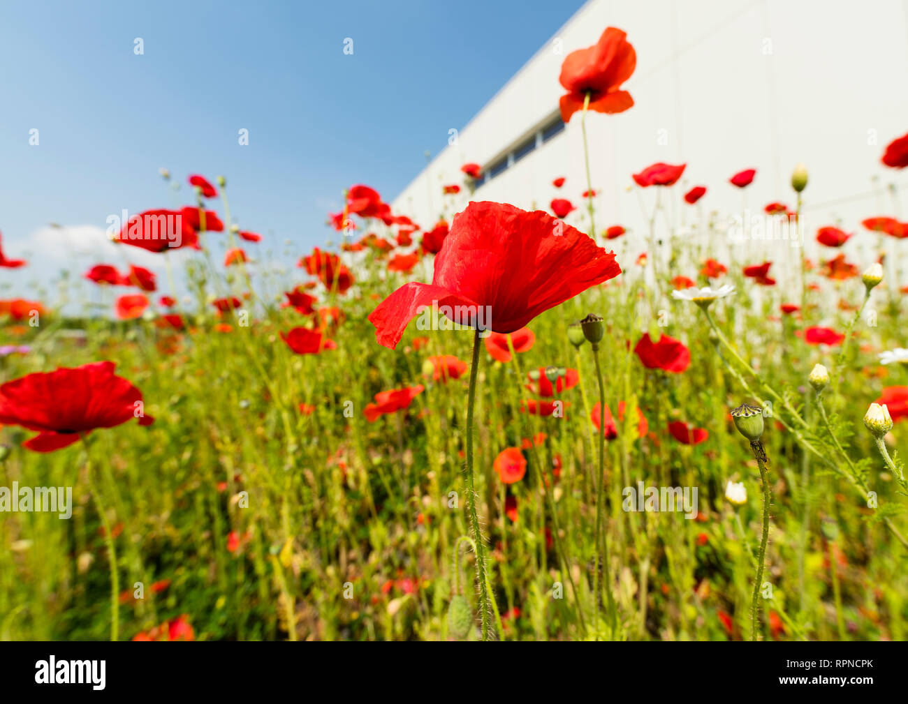 Wild red poppies growing in profusion outside commercial buildings in ...