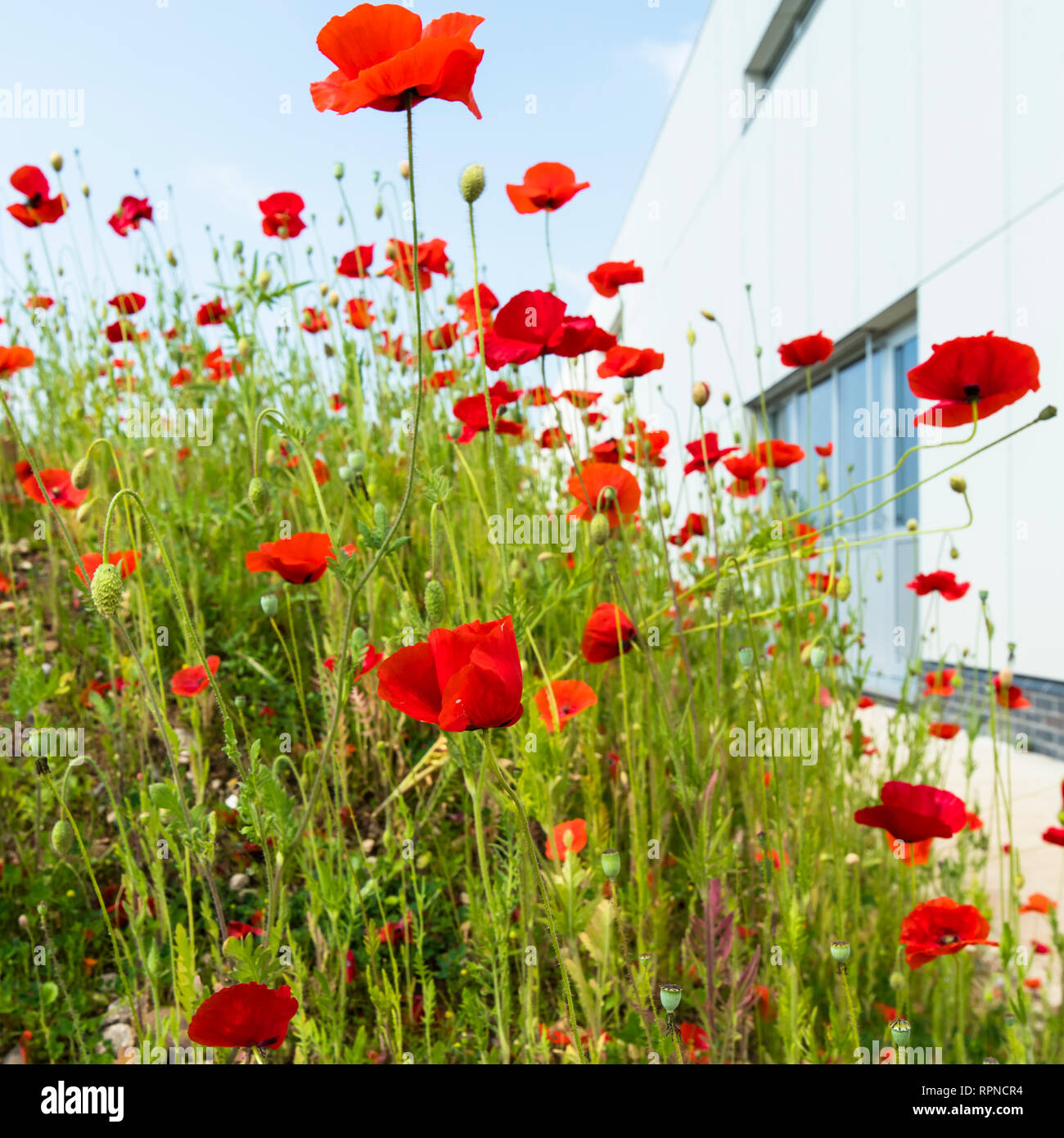 Wild red poppies growing in profusion outside commercial buildings in ...