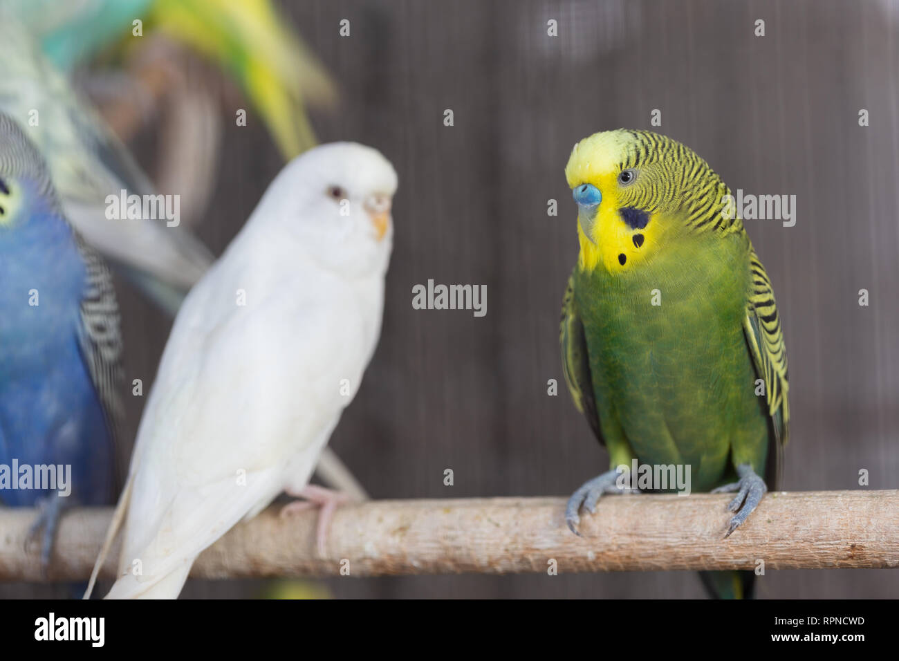 Group of Fancy color Budgerigar in the cage Stock Photo - Alamy