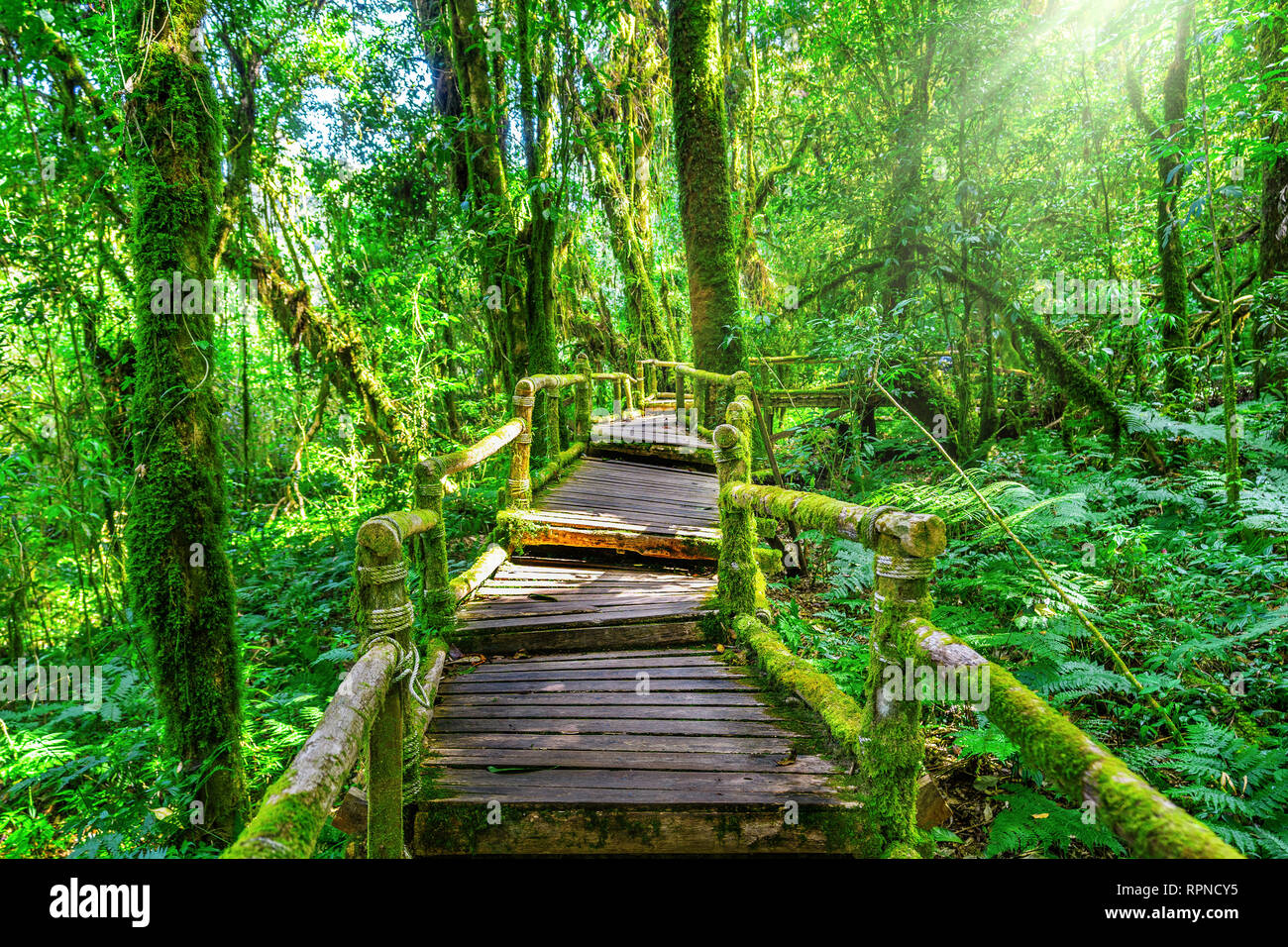 Ang ka nature trail in Doi Inthanon national park , Chiang mai ...