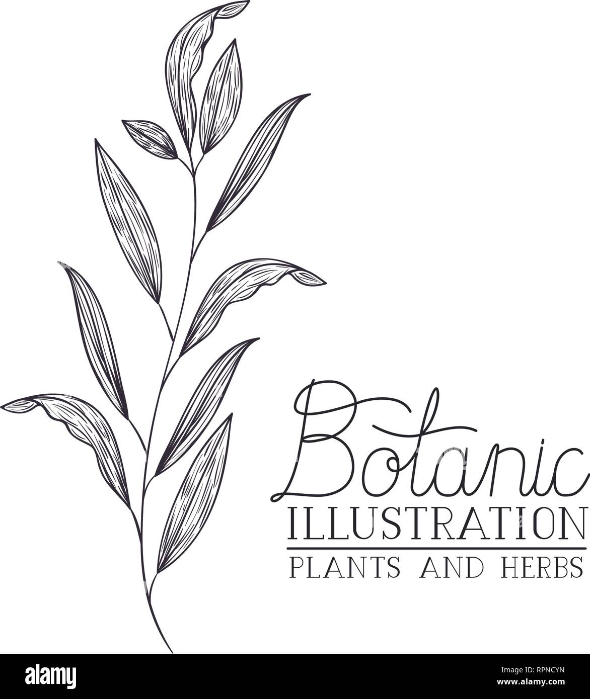 botanical illustration label with plant Stock Vector Image & Art - Alamy