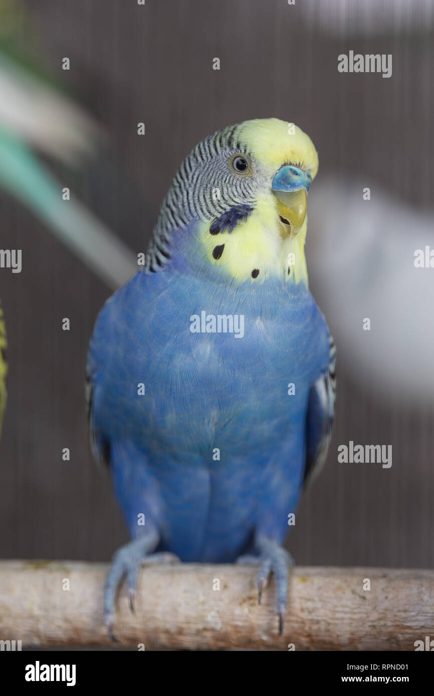 Group of Fancy color Budgerigar in the cage Stock Photo - Alamy