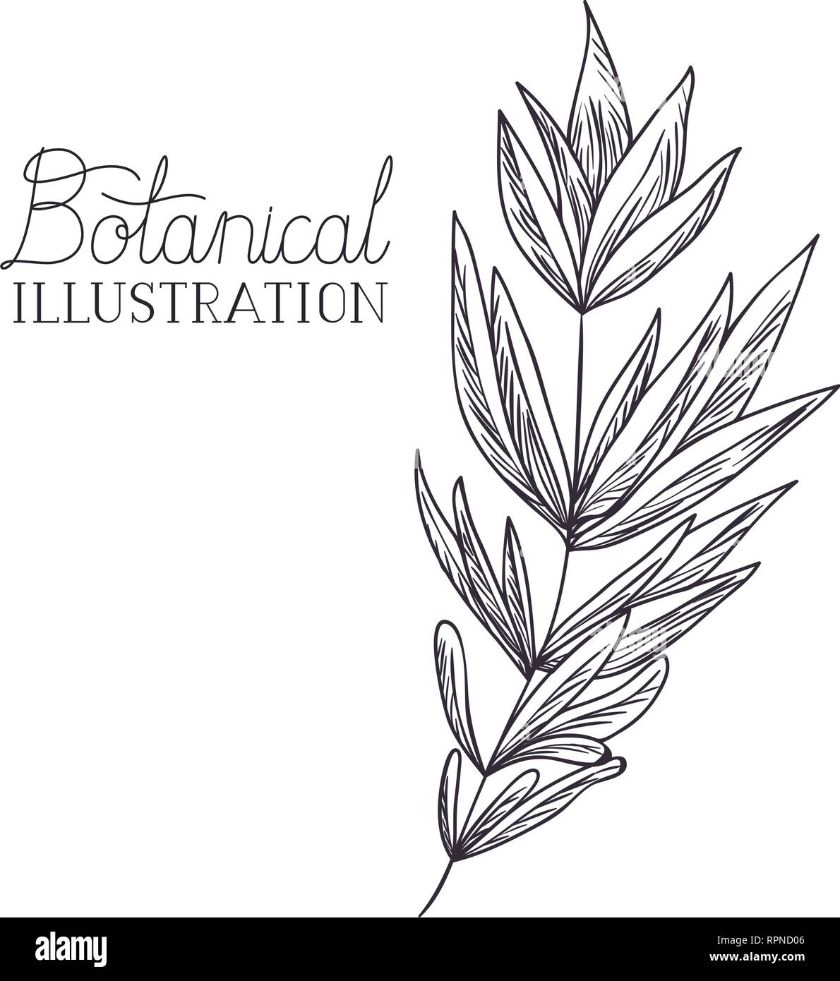 botanical illustration label with plant Stock Vector Image & Art - Alamy