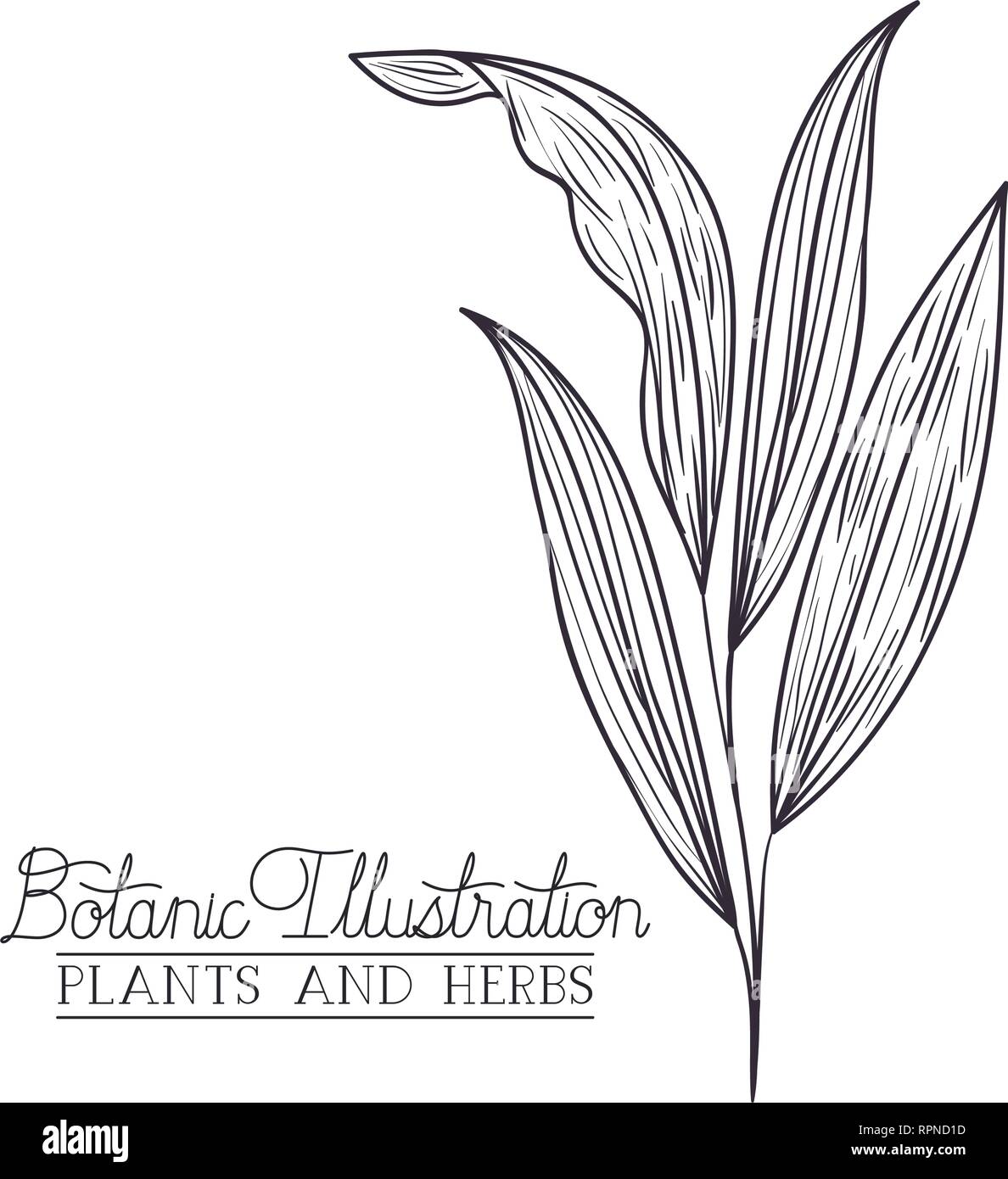 botanical illustration label with plant Stock Vector Image & Art - Alamy
