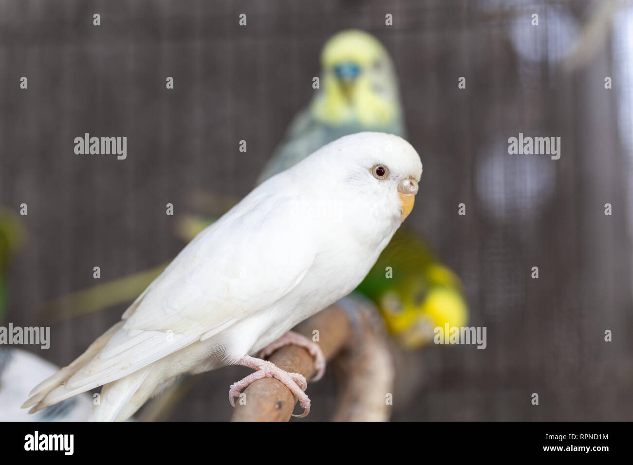 Group of Fancy color Budgerigar in the cage Stock Photo - Alamy