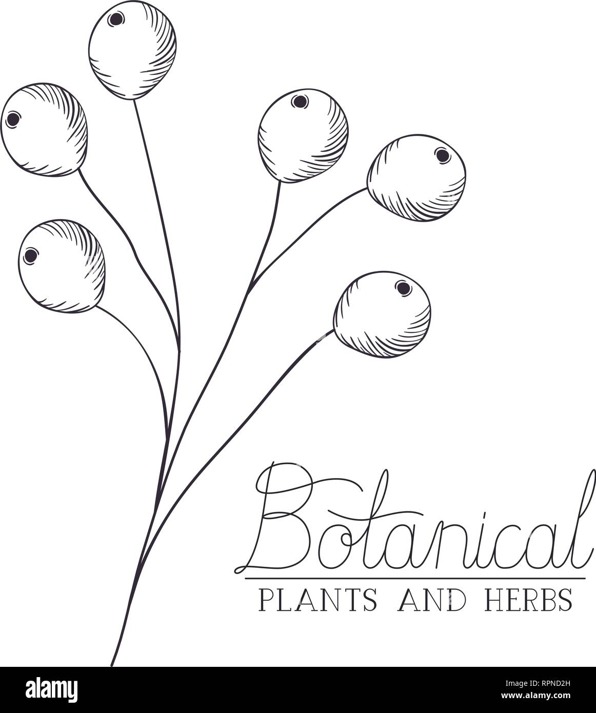 botanical illustration label with plant Stock Vector Image & Art - Alamy