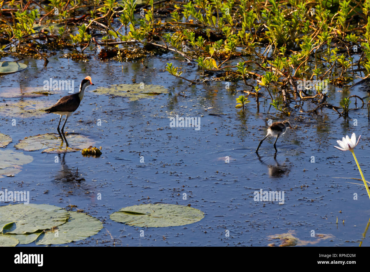 Red comb crested jacana (Irediparra gallinacea Stock Photo - Alamy
