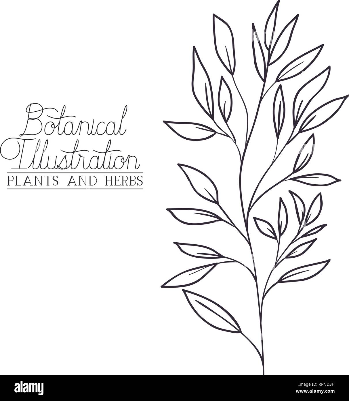 botanical illustration label with plant Stock Vector Image & Art - Alamy
