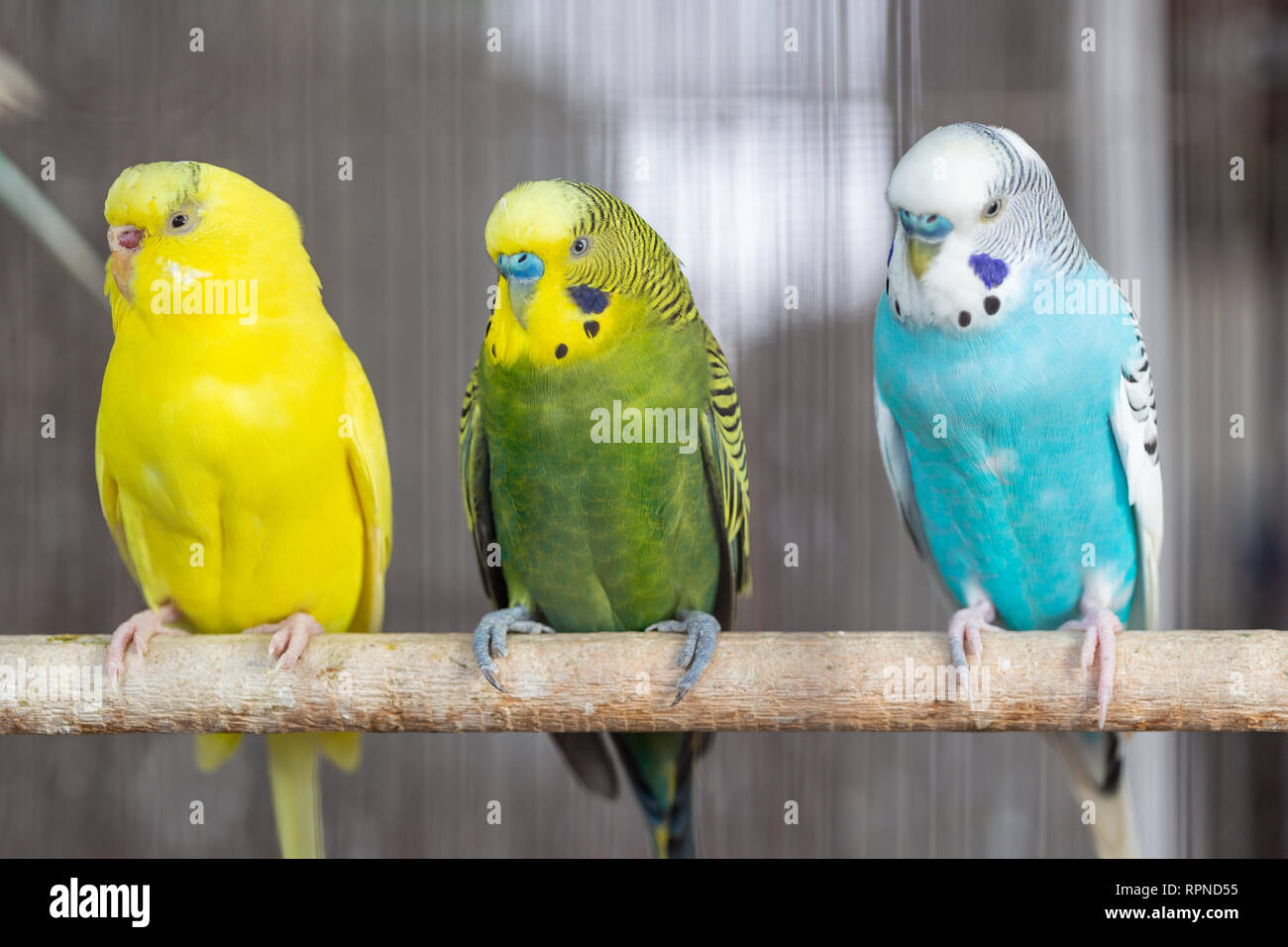 Group of Fancy color Budgerigar in the cage Stock Photo - Alamy