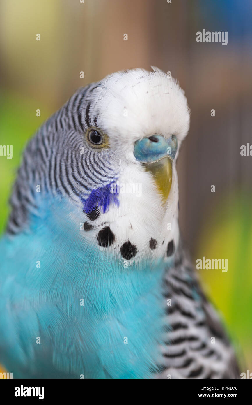 Group of Fancy color Budgerigar in the cage Stock Photo - Alamy