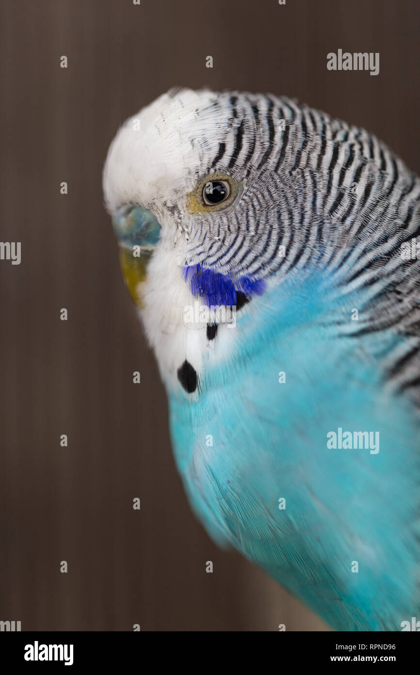 Group of Fancy color Budgerigar in the cage Stock Photo - Alamy