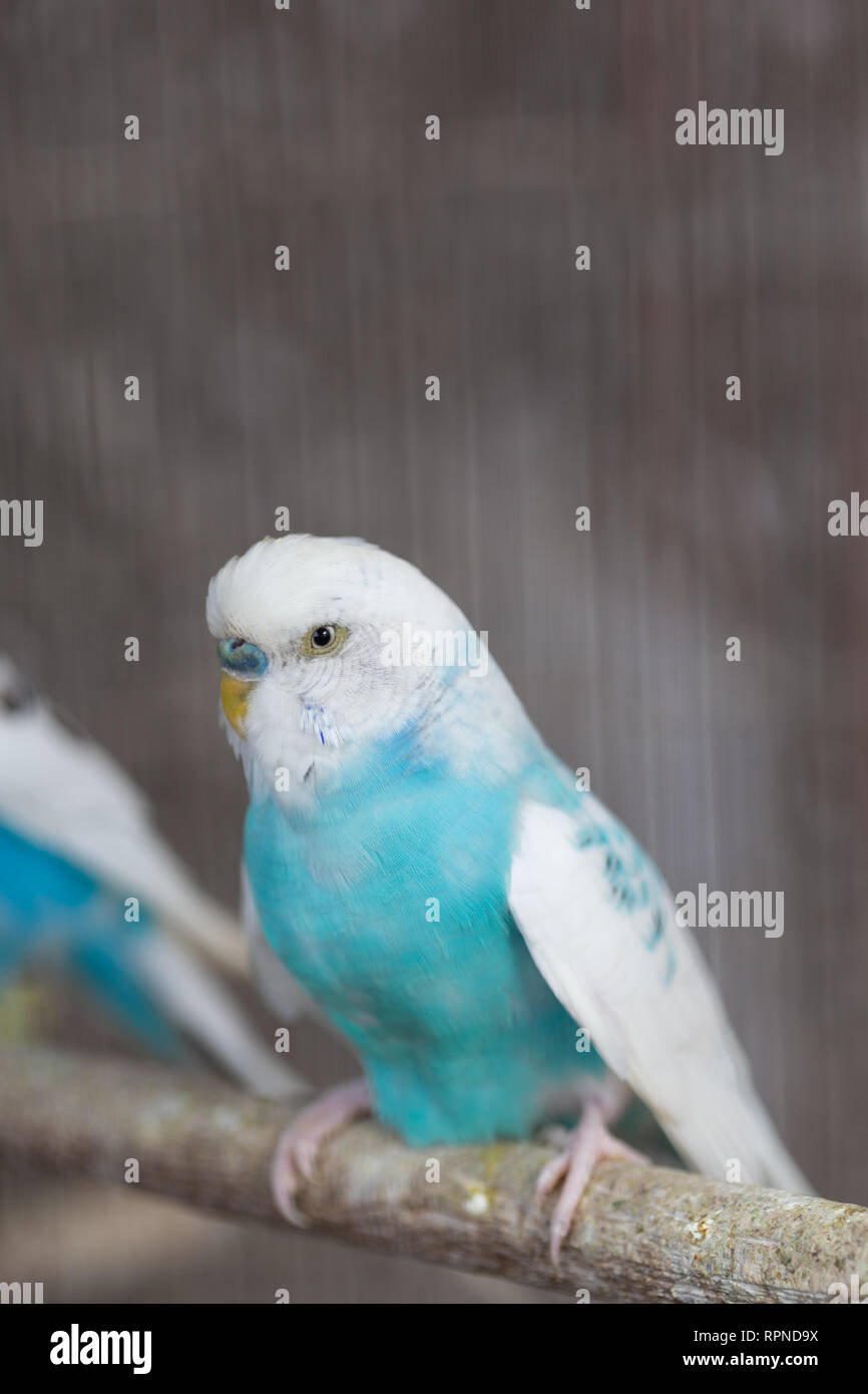 Group of Fancy color Budgerigar in the cage Stock Photo - Alamy