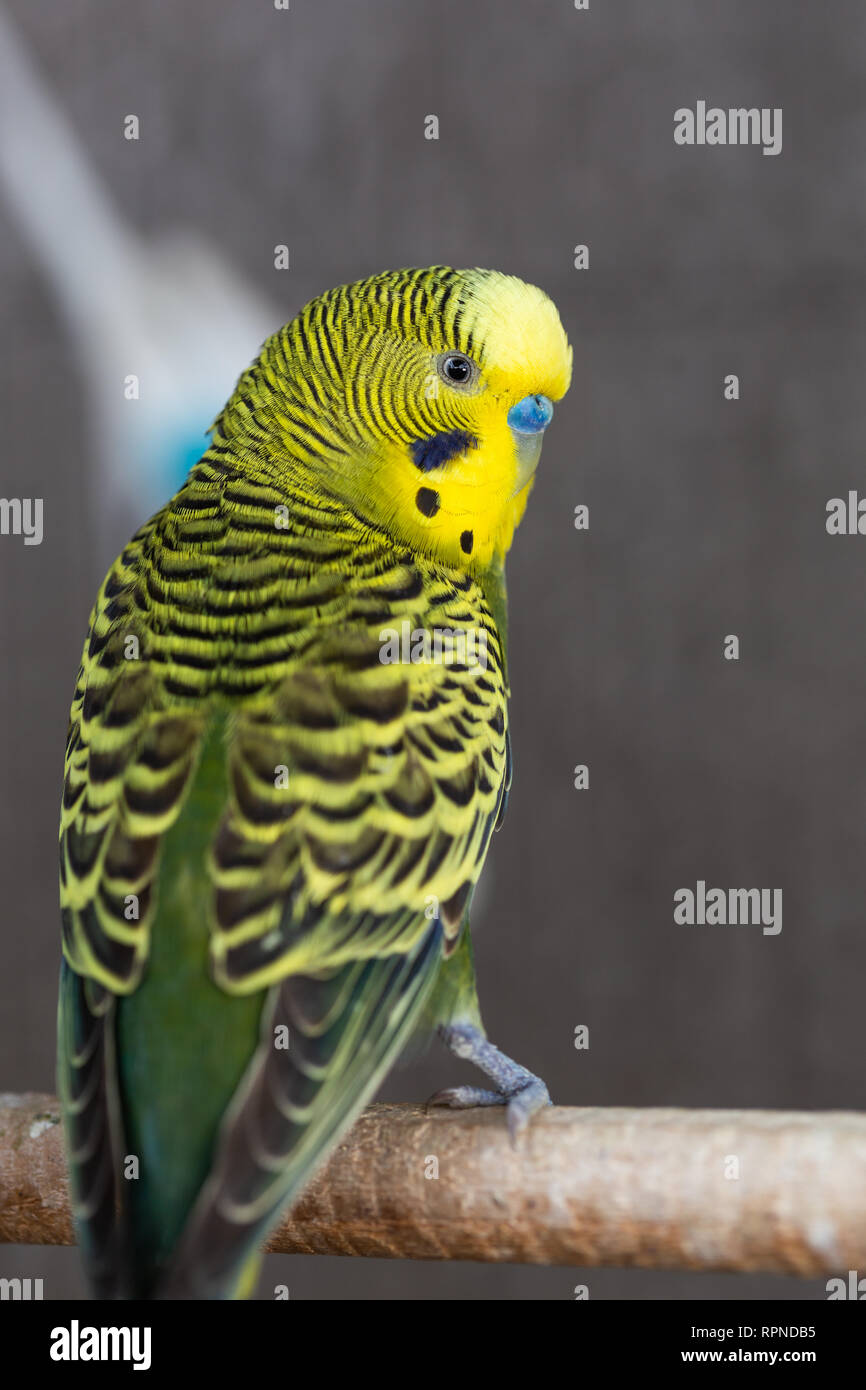 Group of Fancy color Budgerigar in the cage Stock Photo - Alamy