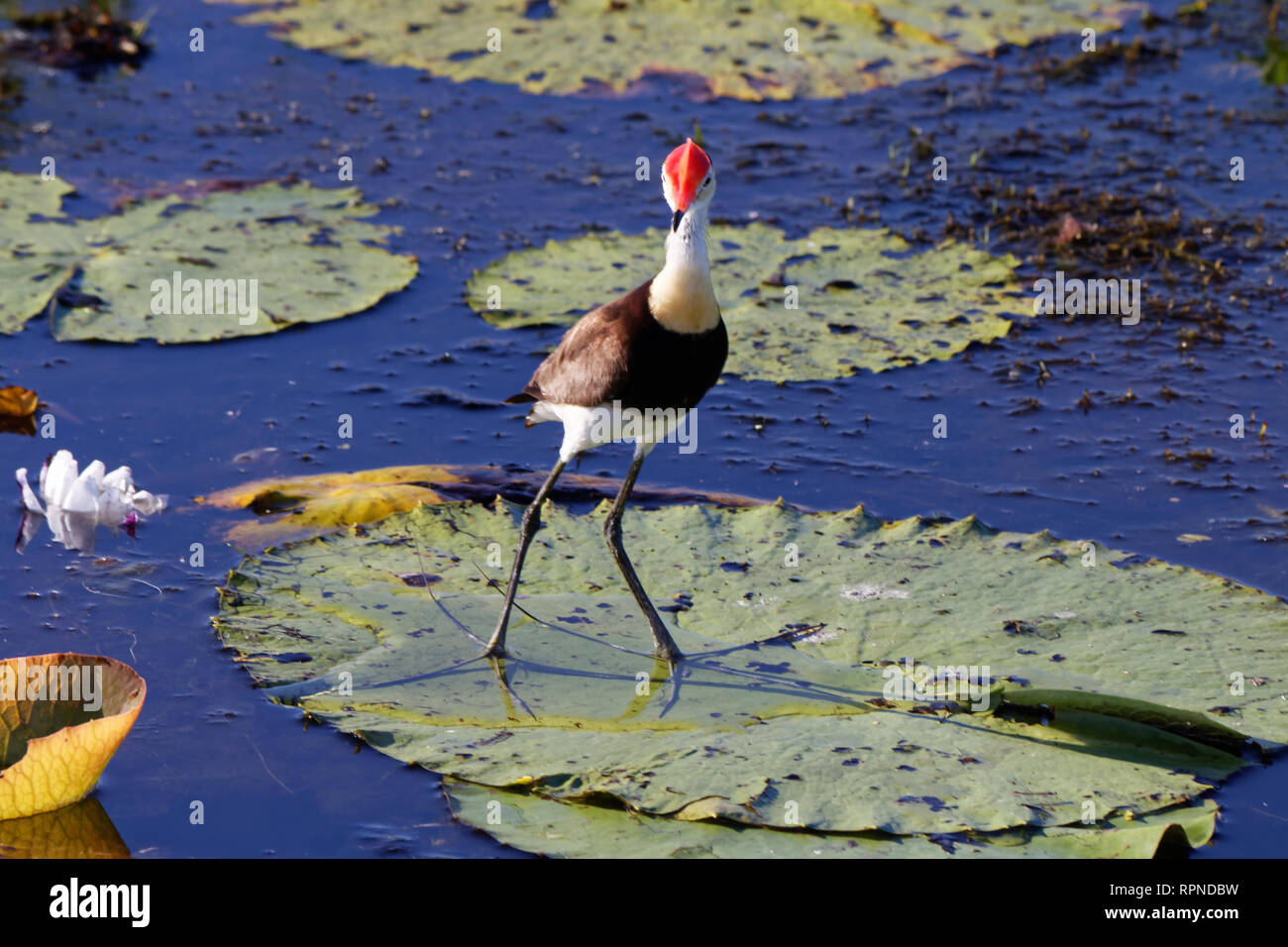 Jacana bird legs hi-res stock photography and images - Alamy