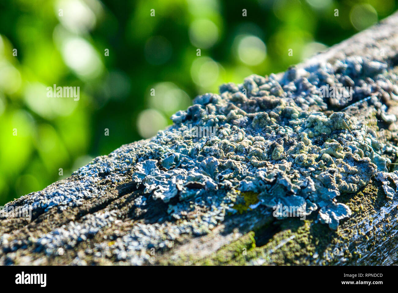 Closeup of a mossy tree background. Organic texture and background ...