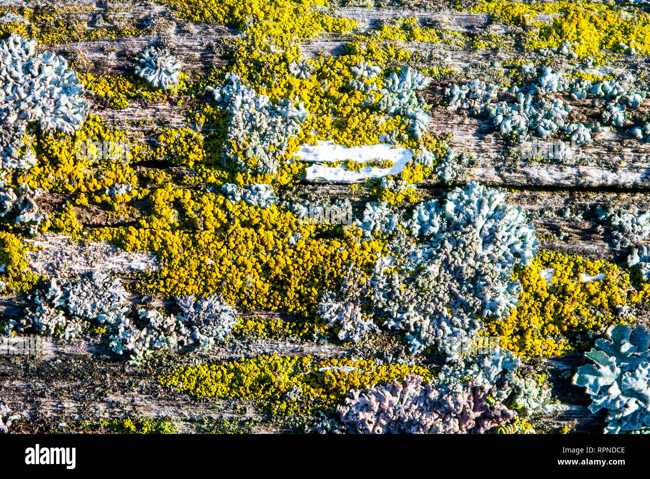 Closeup of a mossy tree background. Organic texture and background ...