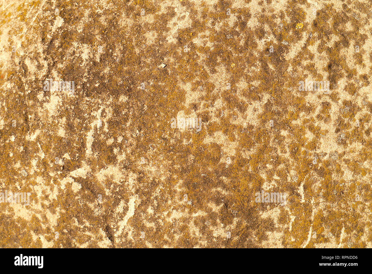 mold moss on an old concrete wall. background. texture Stock Photo - Alamy