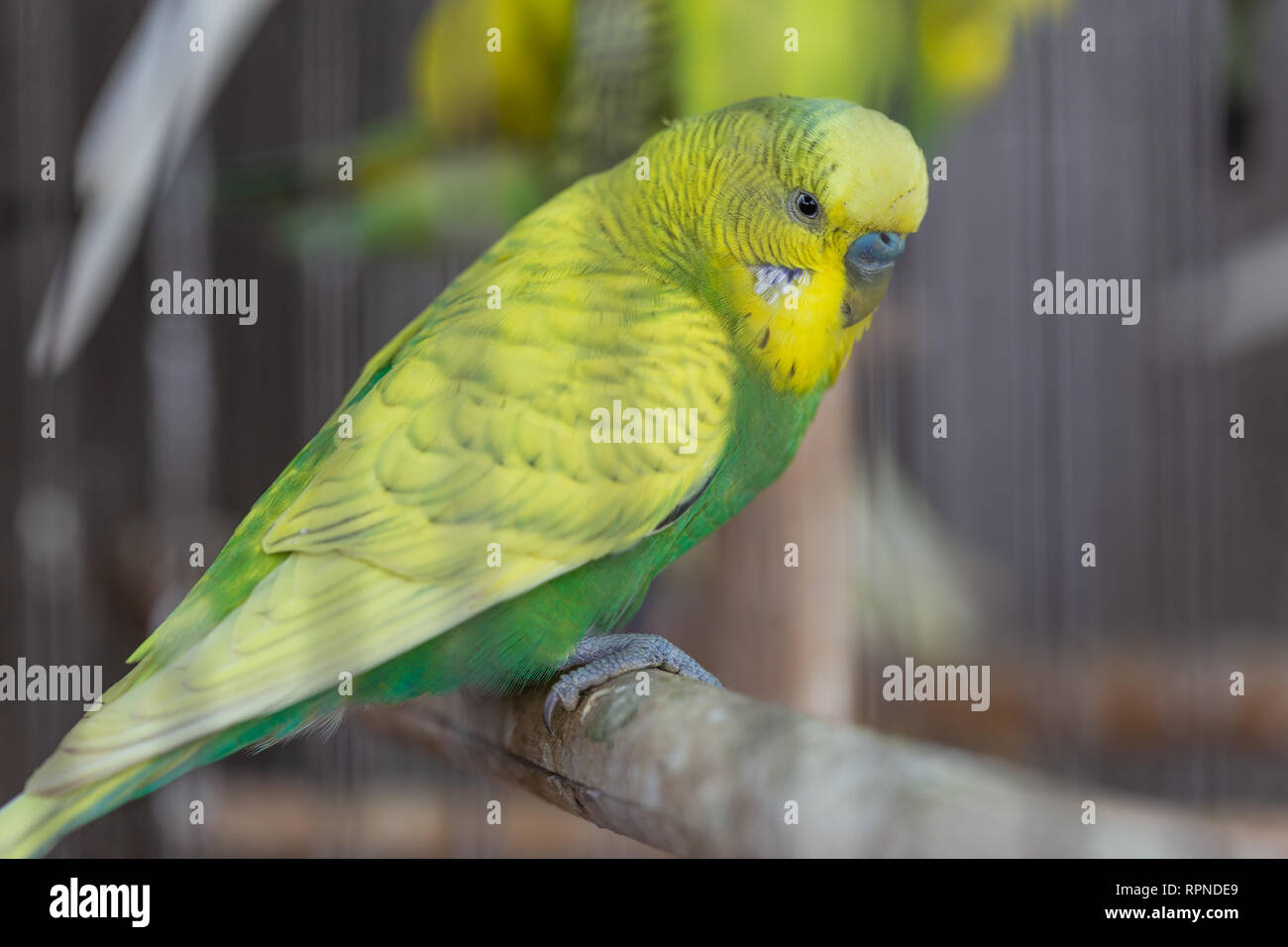 Group of Fancy color Budgerigar in the cage Stock Photo - Alamy
