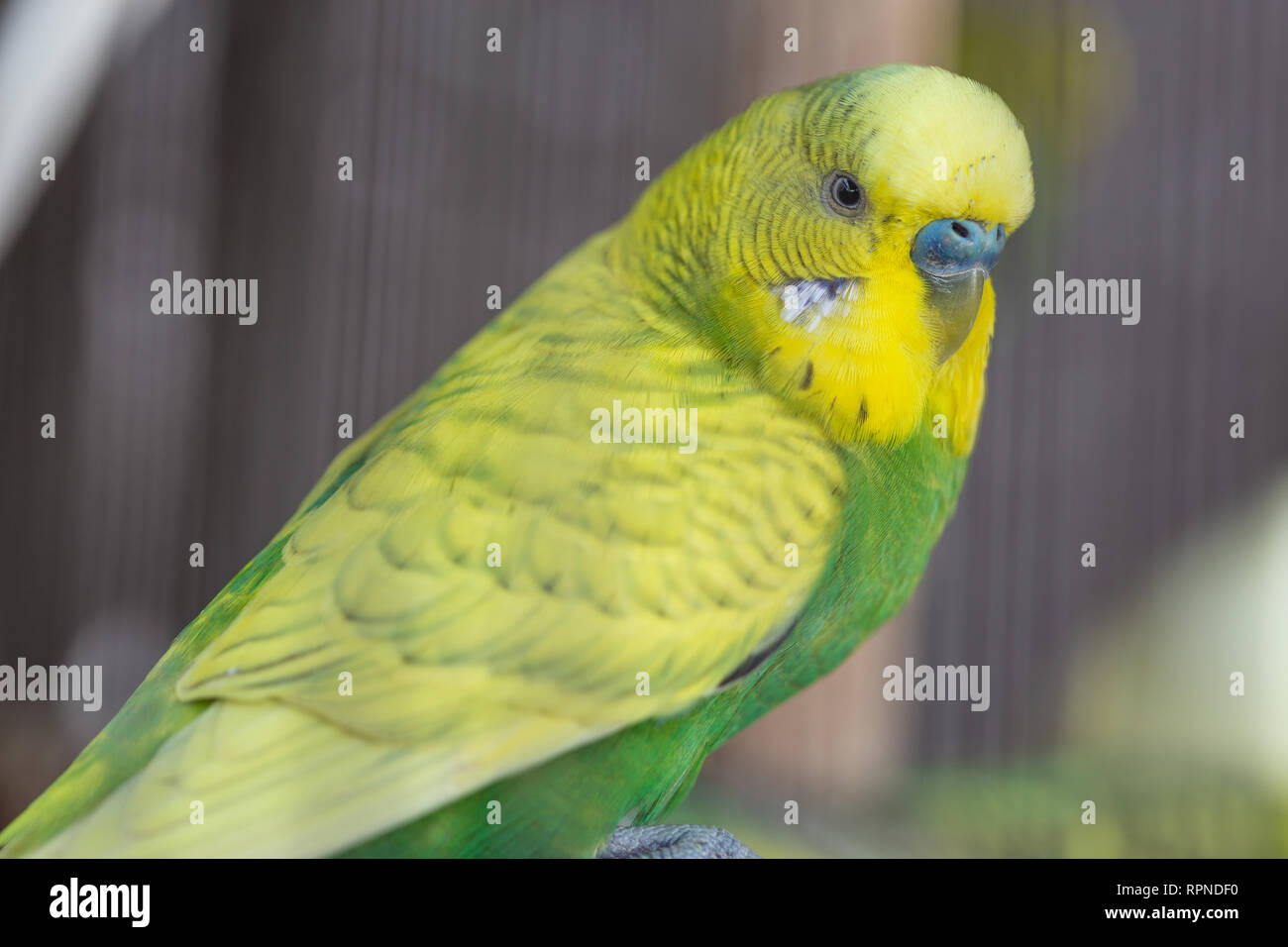 Group of Fancy color Budgerigar in the cage Stock Photo - Alamy