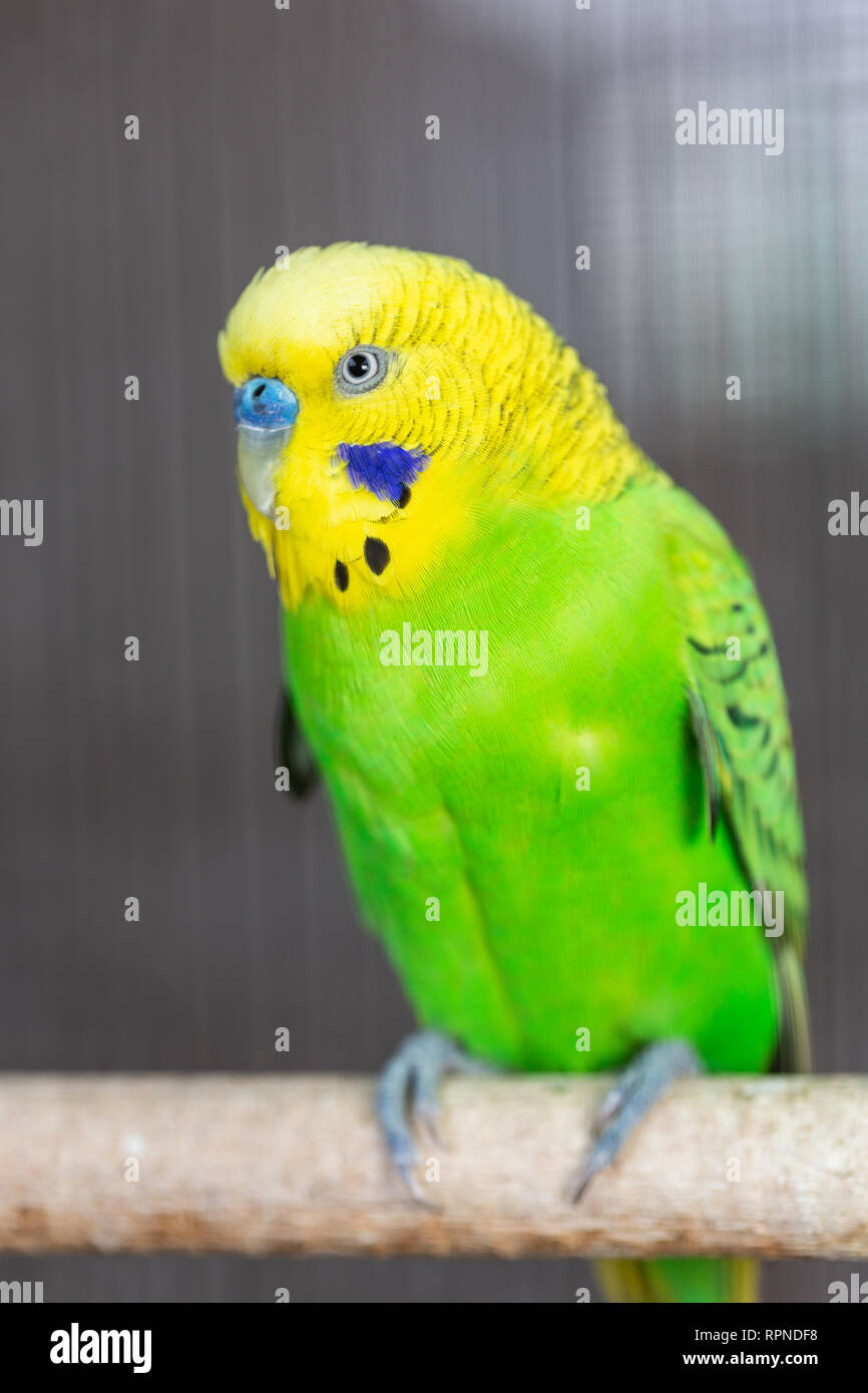 Group of Fancy color Budgerigar in the cage Stock Photo - Alamy