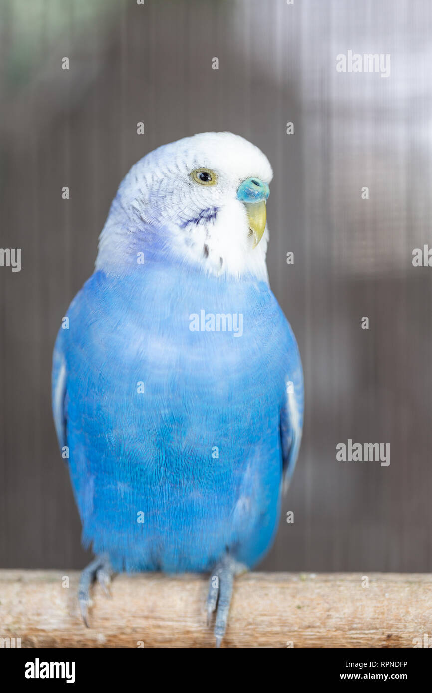 Group of Fancy color Budgerigar in the cage Stock Photo - Alamy
