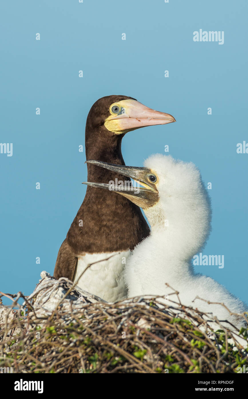 Booby bird brown hi-res stock photography and images - Alamy