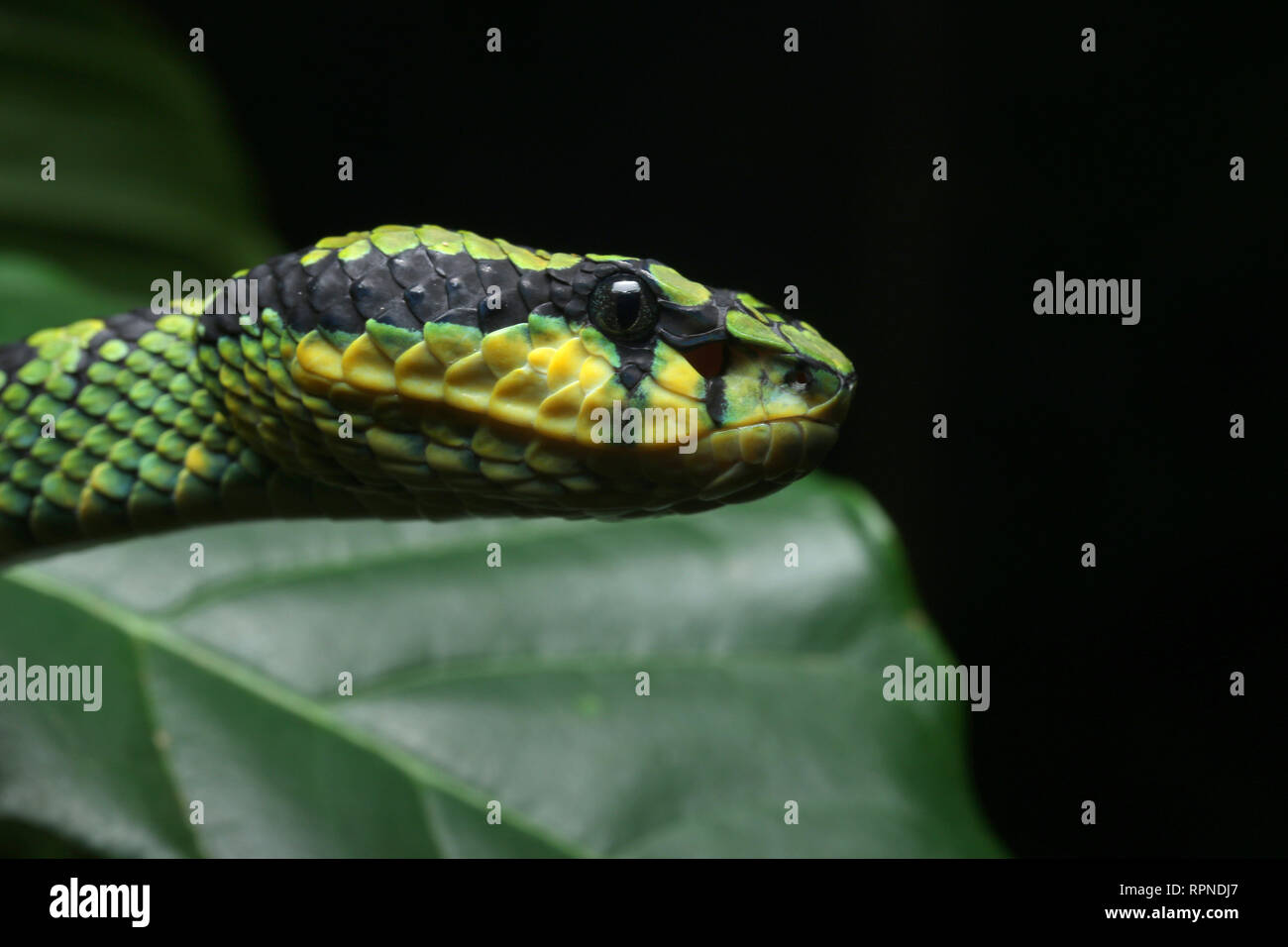 Ceylon pit vipers hi-res stock photography and images - Alamy