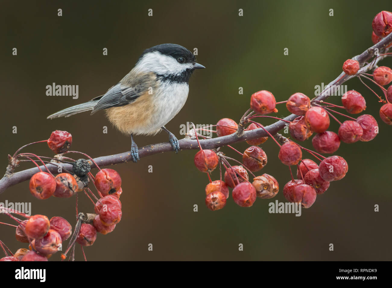 Black aves hi-res stock photography and images - Alamy