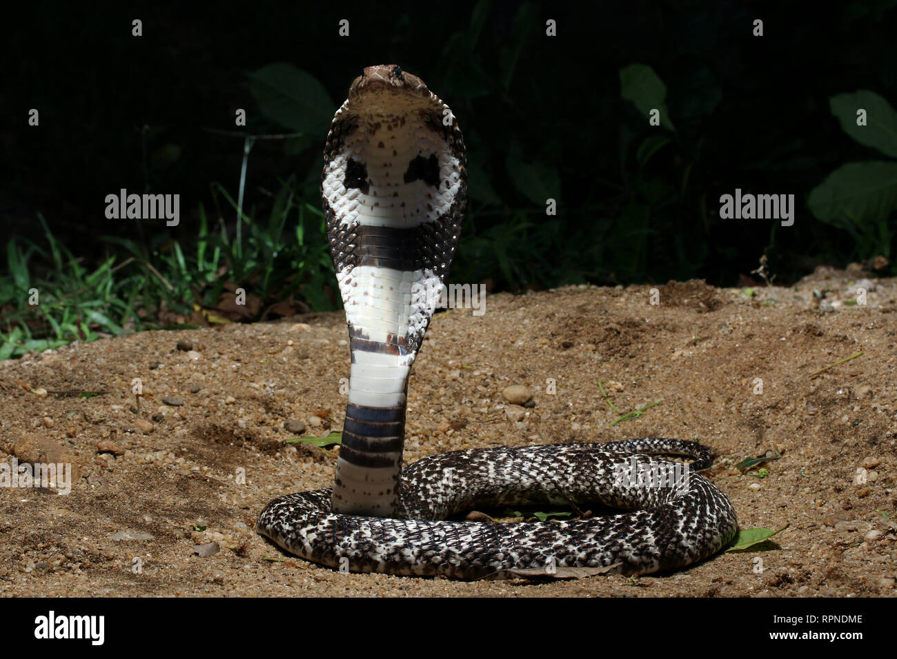 INDIAN COBRA (NAJA NAJA Stock Photo - Alamy