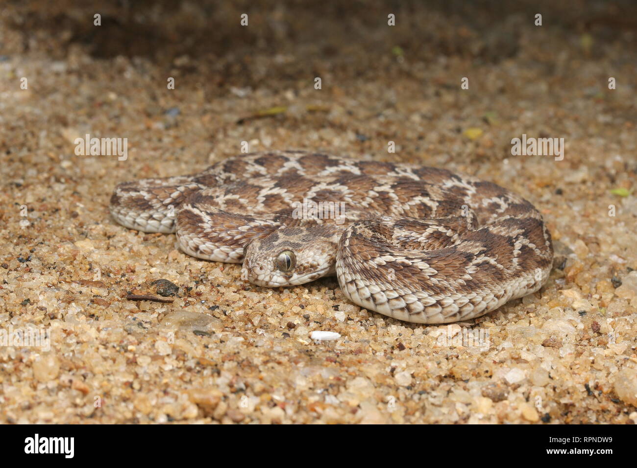 Indian saw scaled viper hi-res stock photography and images - Alamy