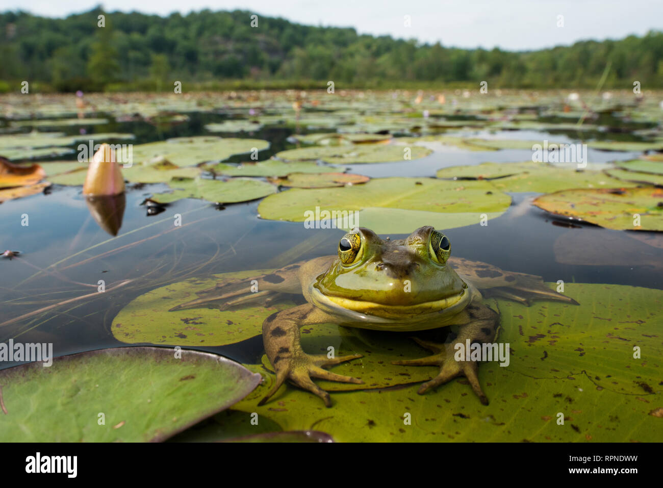 Wetland animals hi-res stock photography and images - Alamy