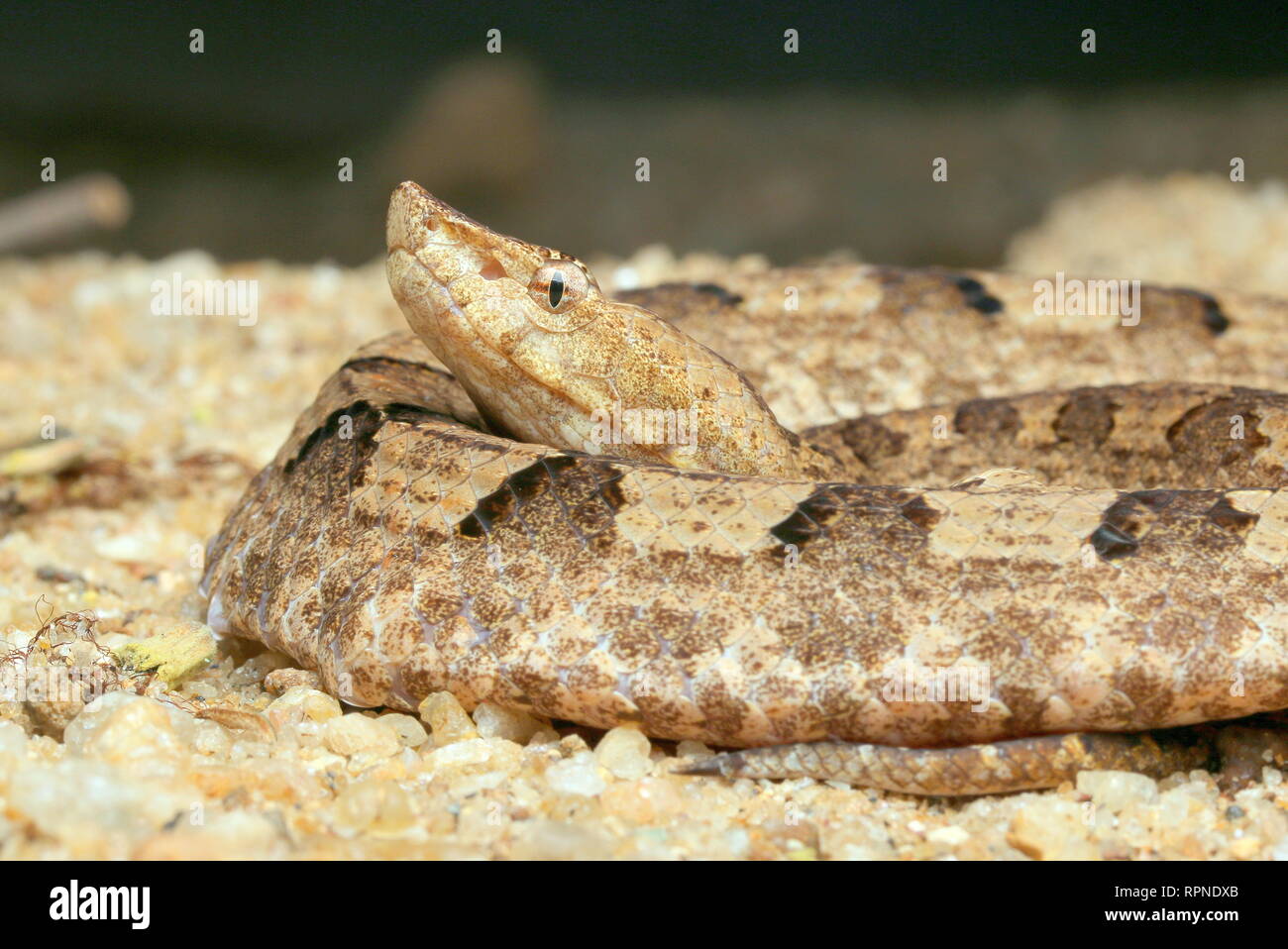 Sinhala polon thelissa hi-res stock photography and images - Alamy