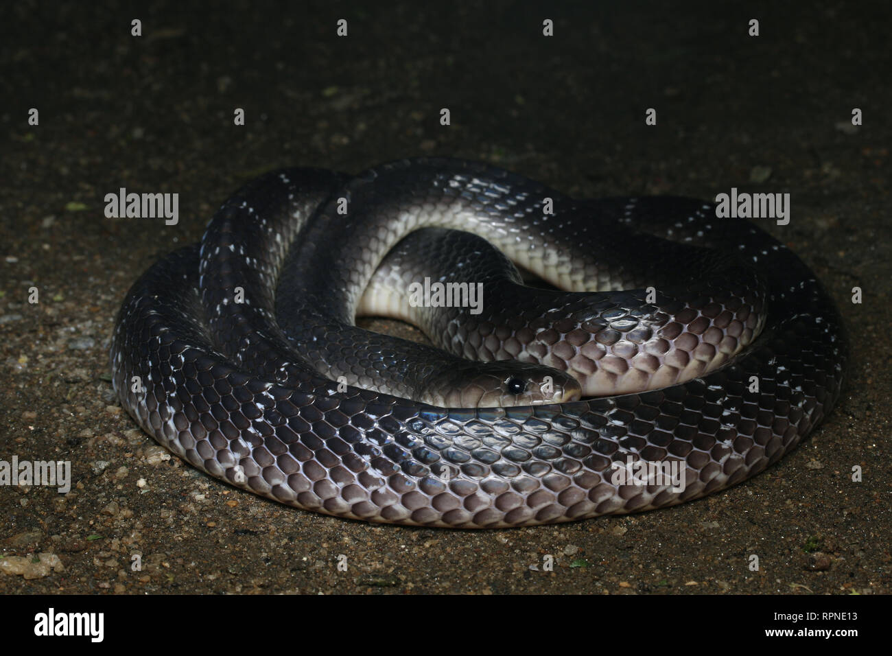 Common krait hi-res stock photography and images - Alamy