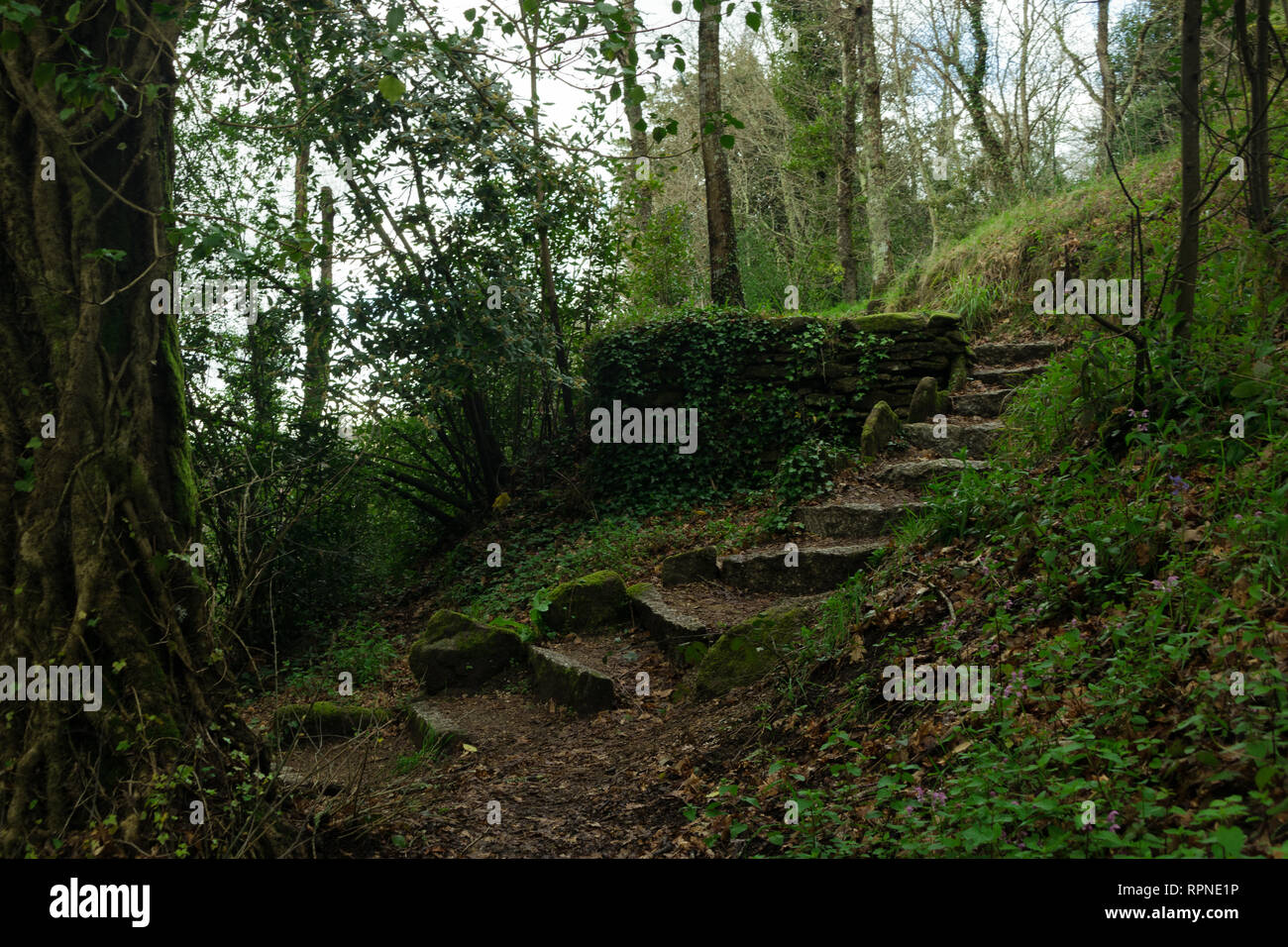 Side view of some old rock stairs in the forest Stock Photo - Alamy