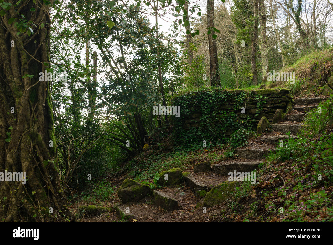 old stone stairs in the forest Stock Photo - Alamy