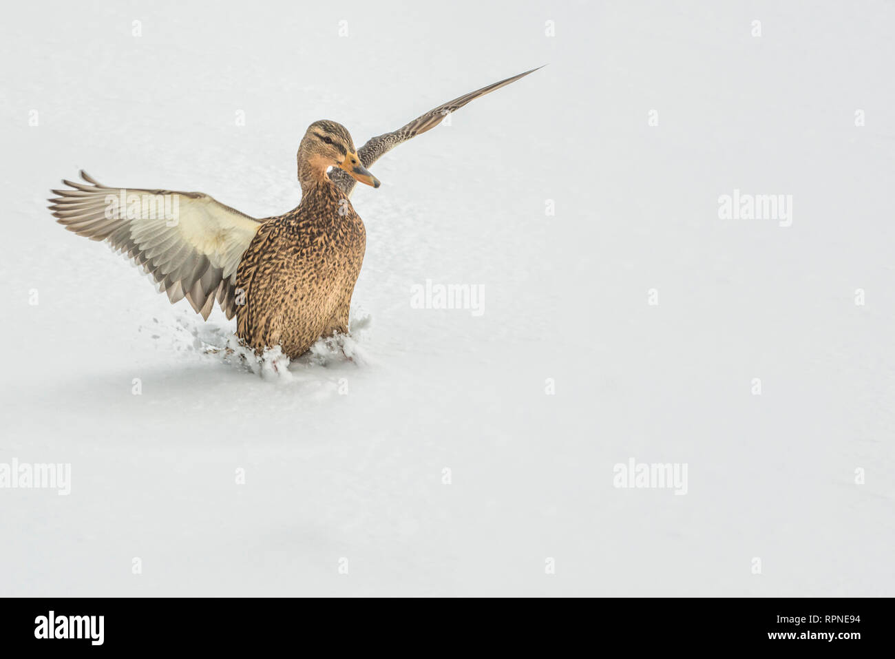 Bird landing hi-res stock photography and images - Alamy
