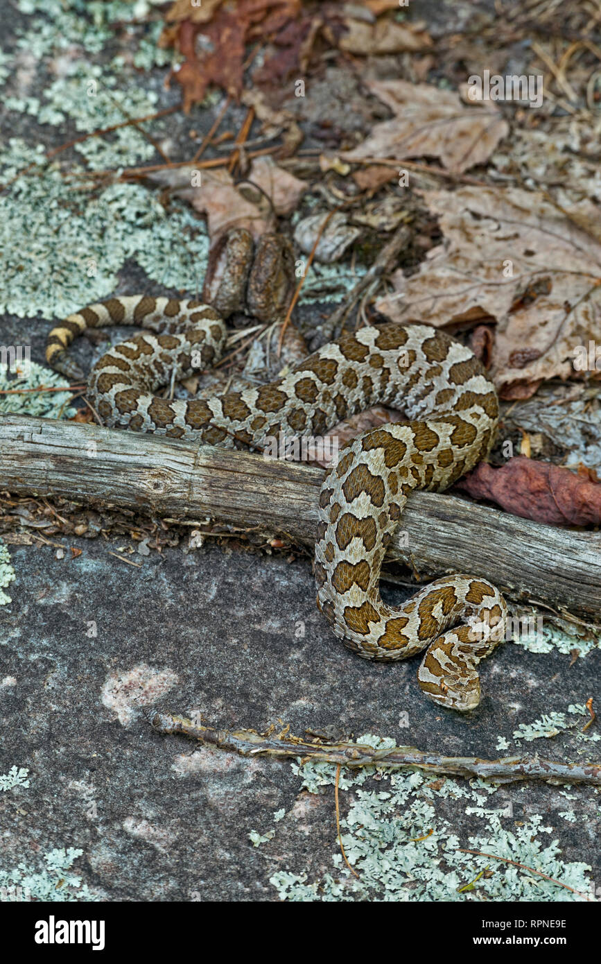 Eastern massasauga rattlesnake hi-res stock photography and images - Alamy