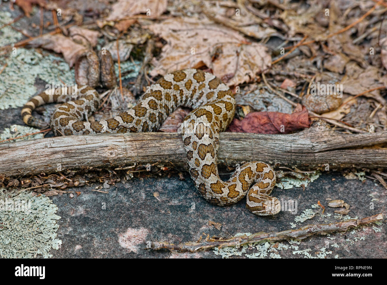 Eastern Massasauga Rattlesnake – RYWXSV