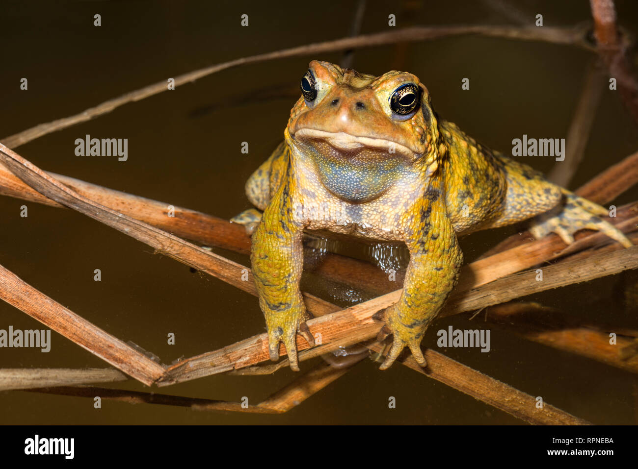 Male american toad hi-res stock photography and images - Alamy
