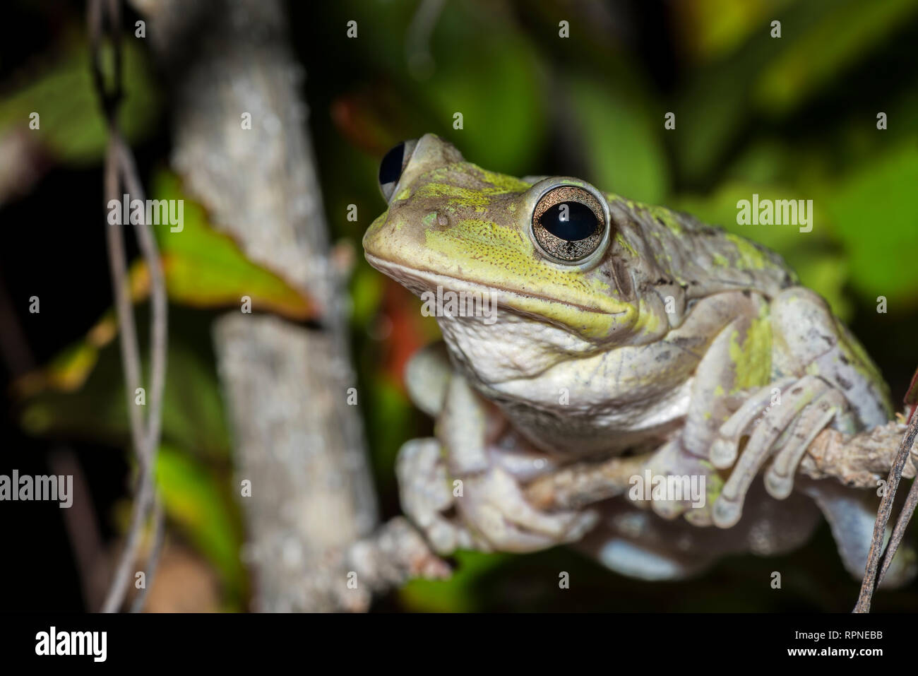 Cuban tree frog cuban tree frog hi-res stock photography and images - Alamy