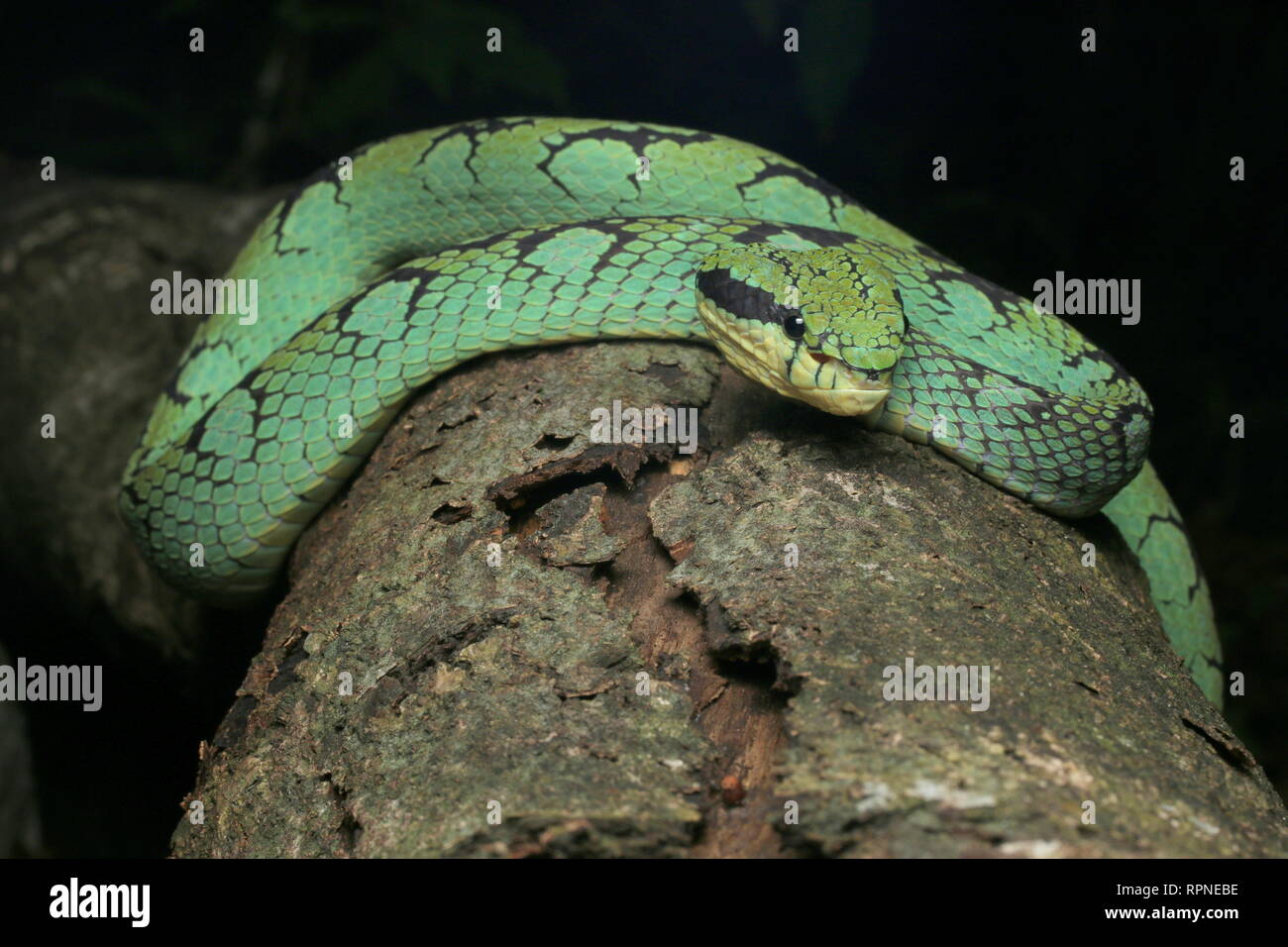 Ceylon pit vipers hi-res stock photography and images - Alamy