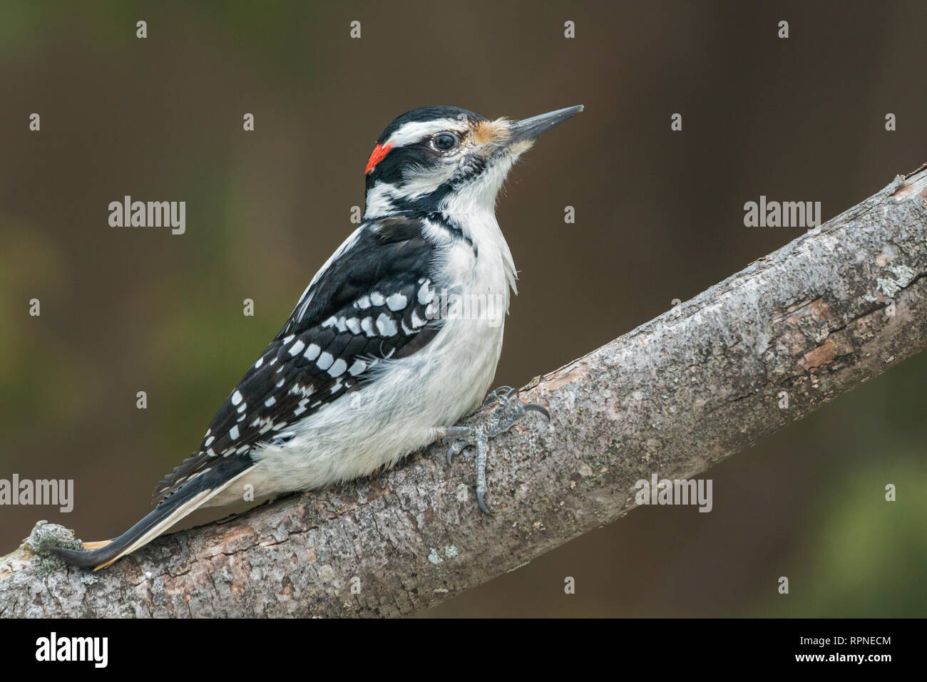 Villosus High Resolution Stock Photography and Images - Alamy