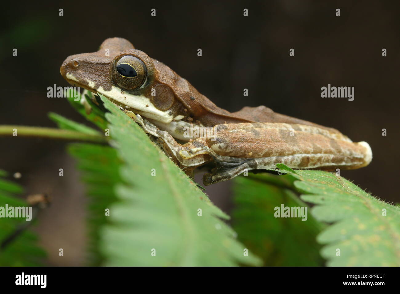 Sri Lanka whipping frog (Polypedates cruciger Stock Photo - Alamy