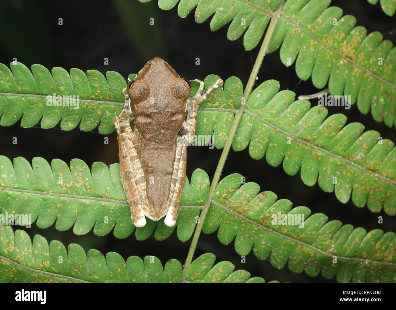 Sri Lanka whipping frog (Polypedates cruciger Stock Photo - Alamy