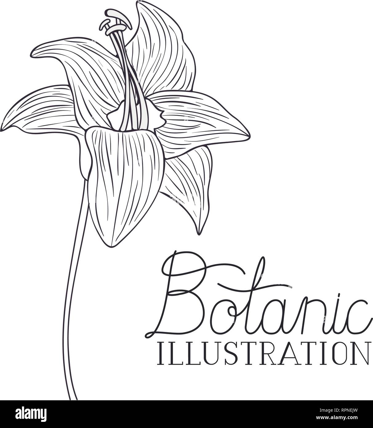 botanical illustration label with plant Stock Vector Image & Art - Alamy