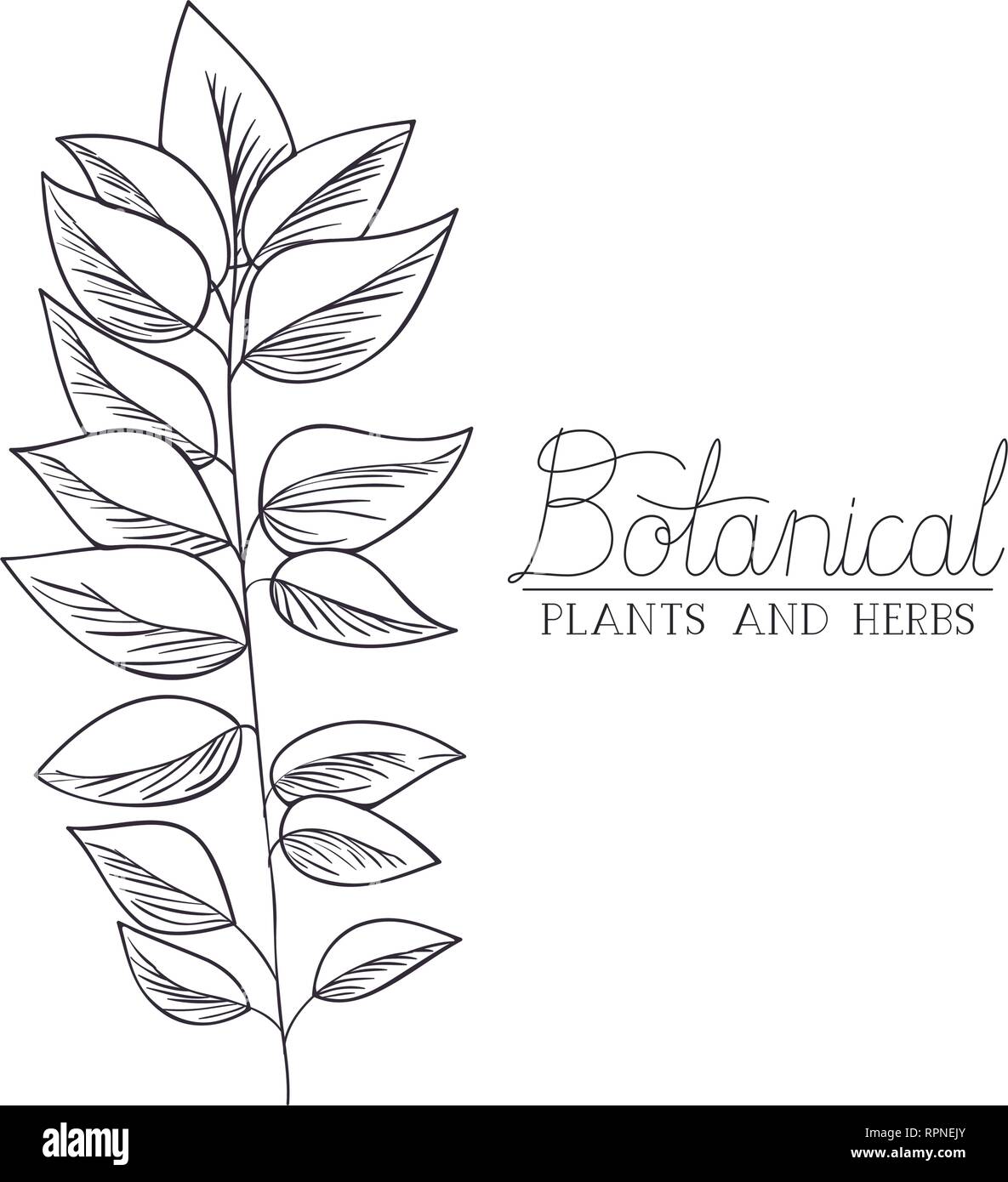 botanical illustration label with plant Stock Vector Image & Art - Alamy